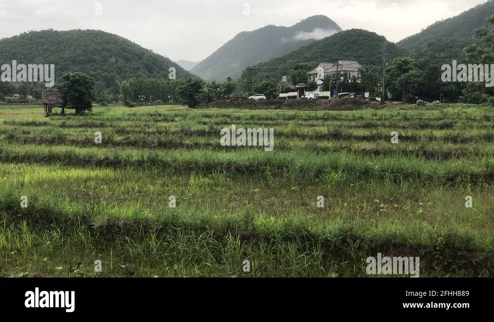 Rice patties Stock Videos & Footage - HD and 4K Video Clips - Alamy
