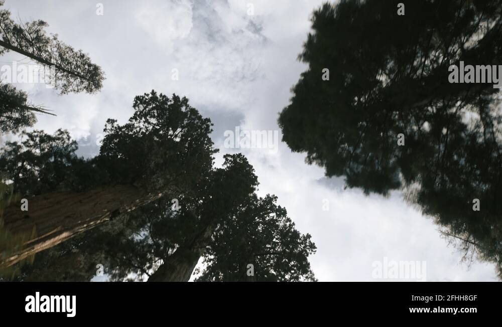 Sequoia giant forest Stock Videos & Footage - HD and 4K Video Clips - Alamy