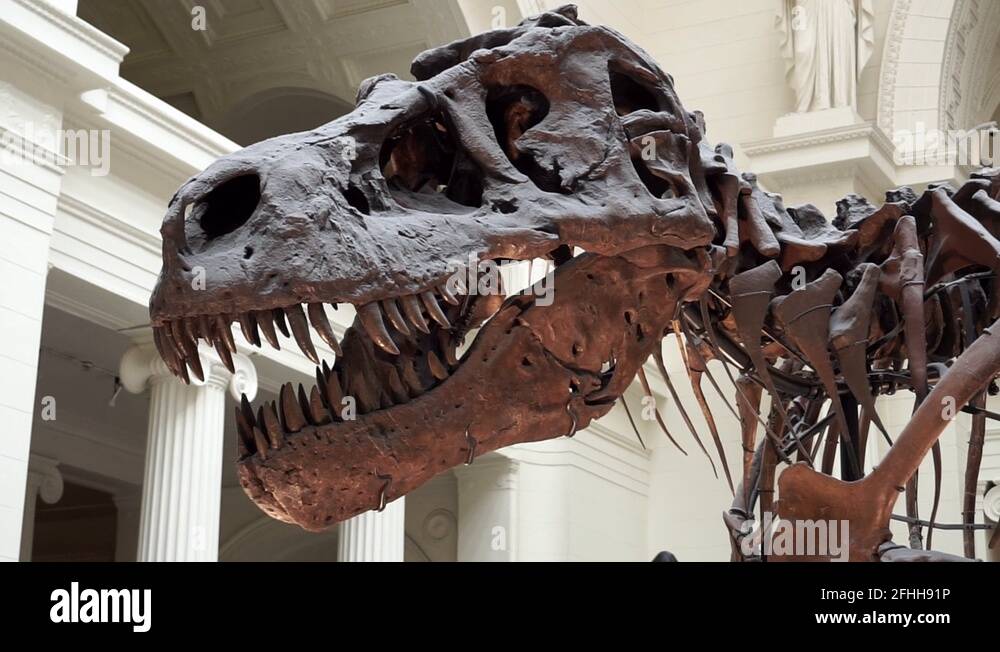 Terrifying tail Stock Videos & Footage - HD and 4K Video Clips - Alamy