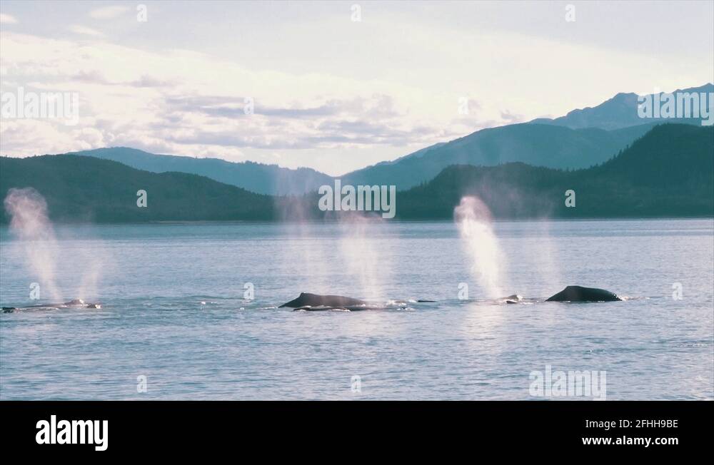 Whales together Stock Videos & Footage - HD and 4K Video Clips - Alamy