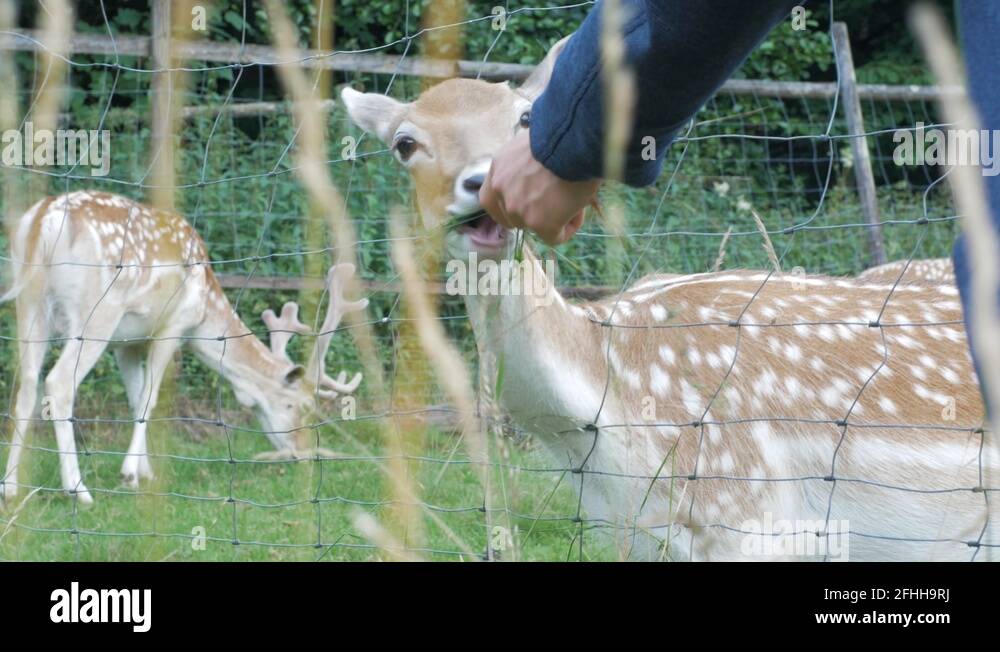 Male and female human mating Stock Videos & Footage - HD and 4K Video ...