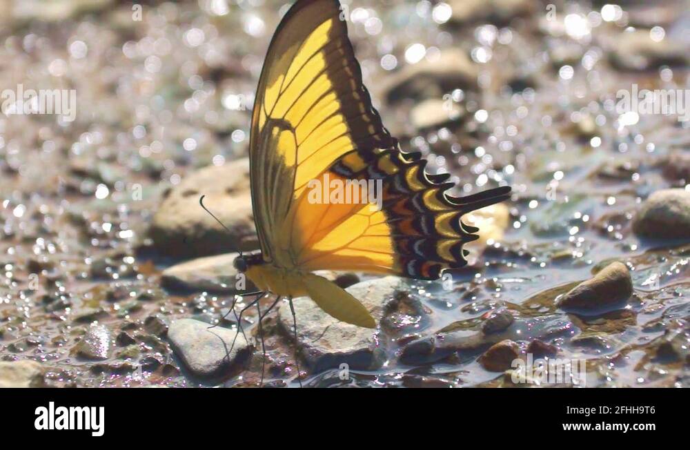 Butterfly drinking water Stock Videos & Footage - HD and 4K Video Clips ...