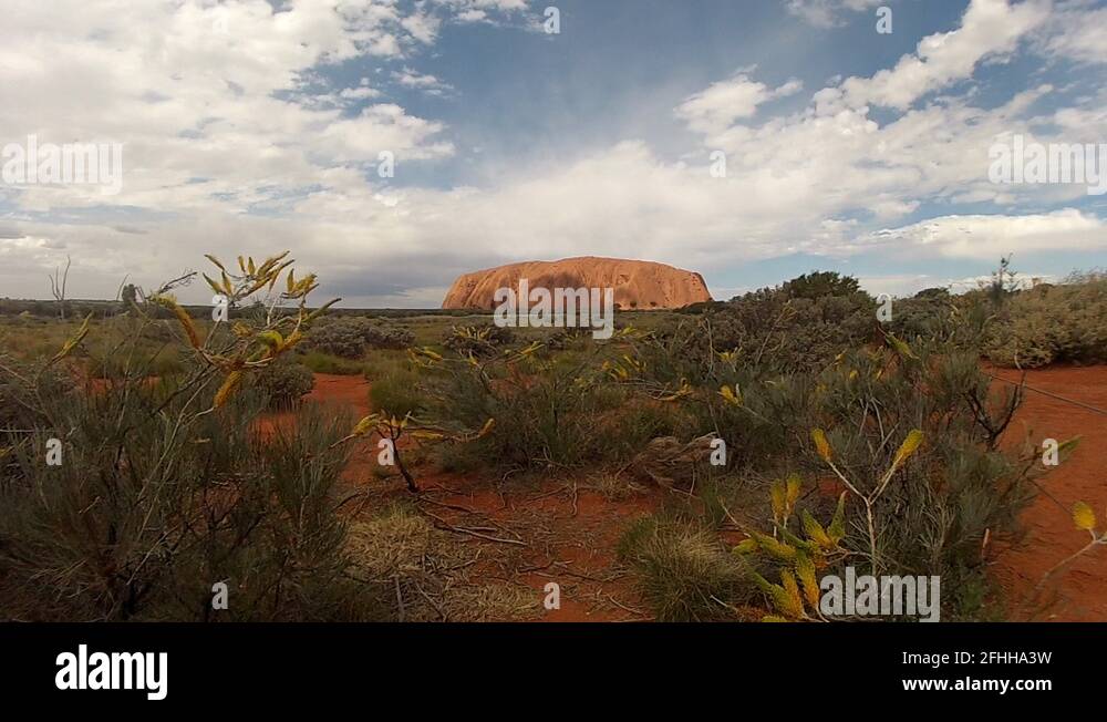 Native wild plants Stock Videos & Footage - HD and 4K Video Clips - Alamy