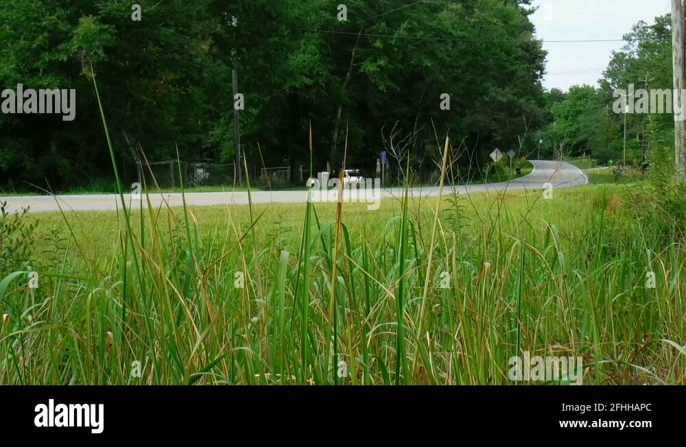 Road grass Stock Videos & Footage - HD and 4K Video Clips - Alamy