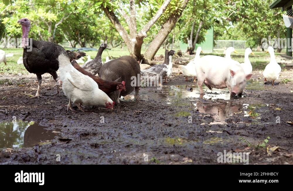 Farm animals in the mud at a farm. Includes chickens and pig Stock ...