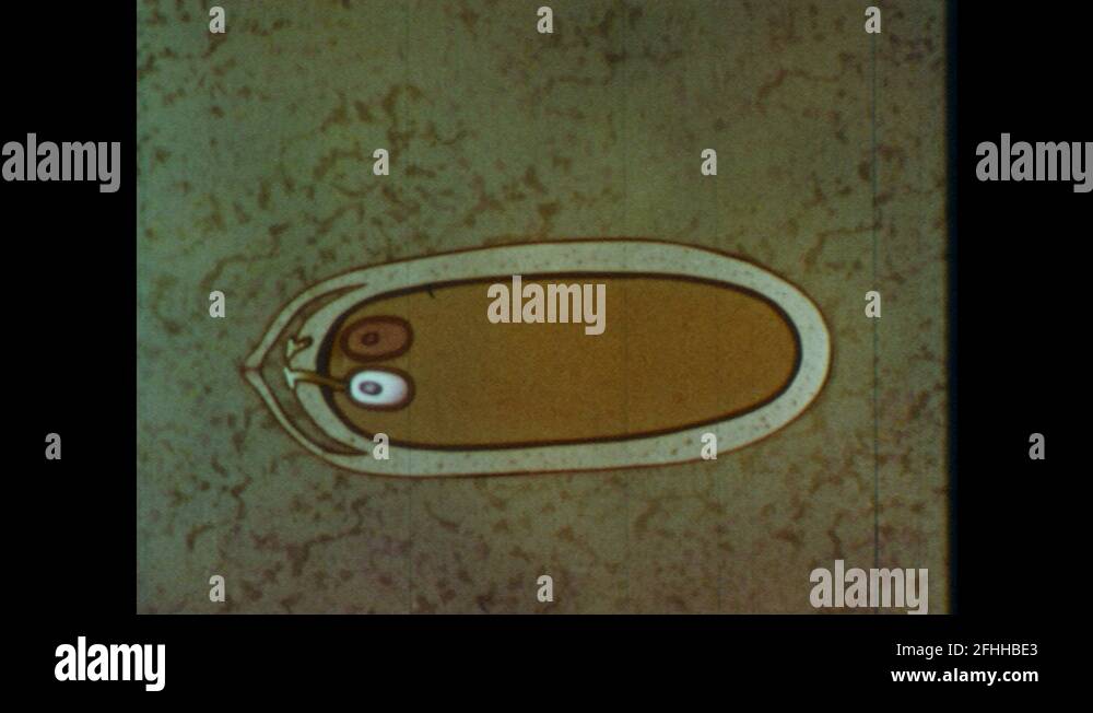 1960s: Pine zygote. Pine embryo. Cross section of pine seed, labels for ...