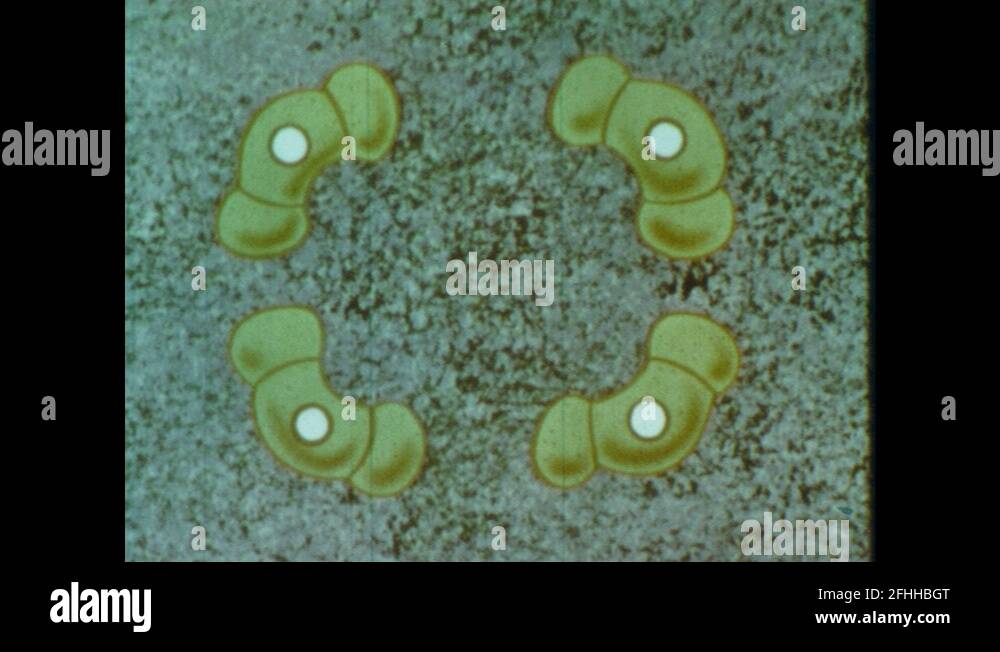 1960s: Animation of pollen microspores with labels Stock Video Footage ...