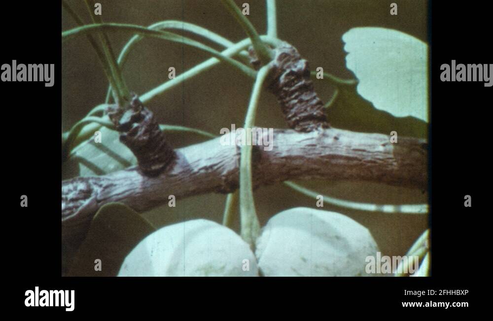 1960s: Ginkgo seed pods on branches. Man stands at base of giant ...