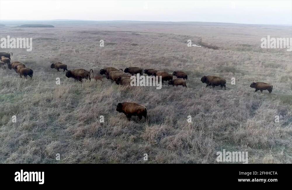 Bison natural habitat Stock Videos & Footage - HD and 4K Video Clips ...
