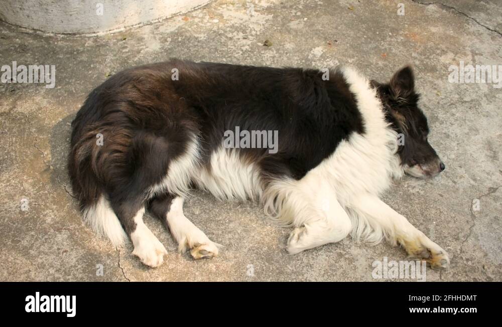 Border collie lying sleeping Stock Videos & Footage - HD and 4K Video ...