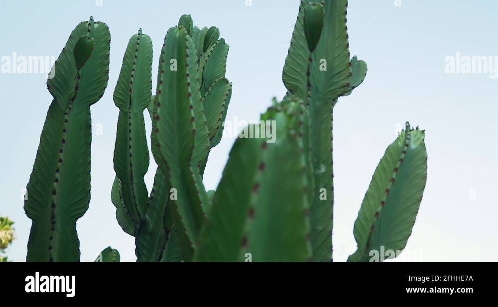 Cultivation of cacti Stock Videos & Footage - HD and 4K Video Clips - Alamy