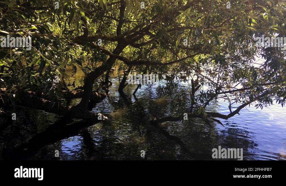 Swimming tree Stock Videos & Footage - HD and 4K Video Clips - Alamy