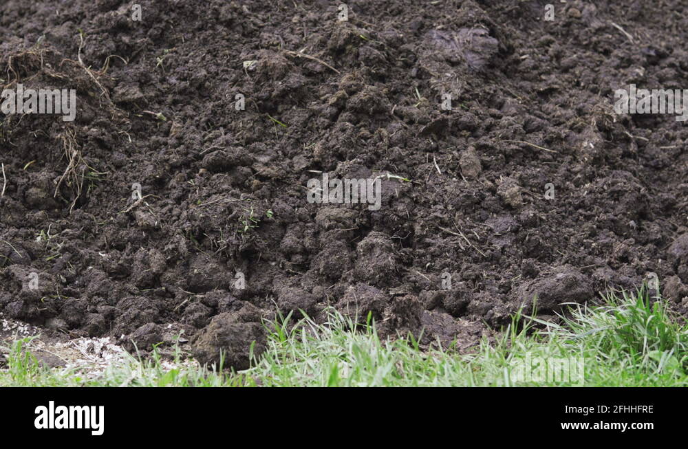 Cow dung Stock Videos & Footage - HD and 4K Video Clips - Alamy