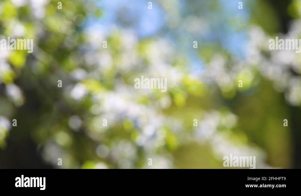 Green nature white Stock Videos & Footage - HD and 4K Video Clips - Alamy
