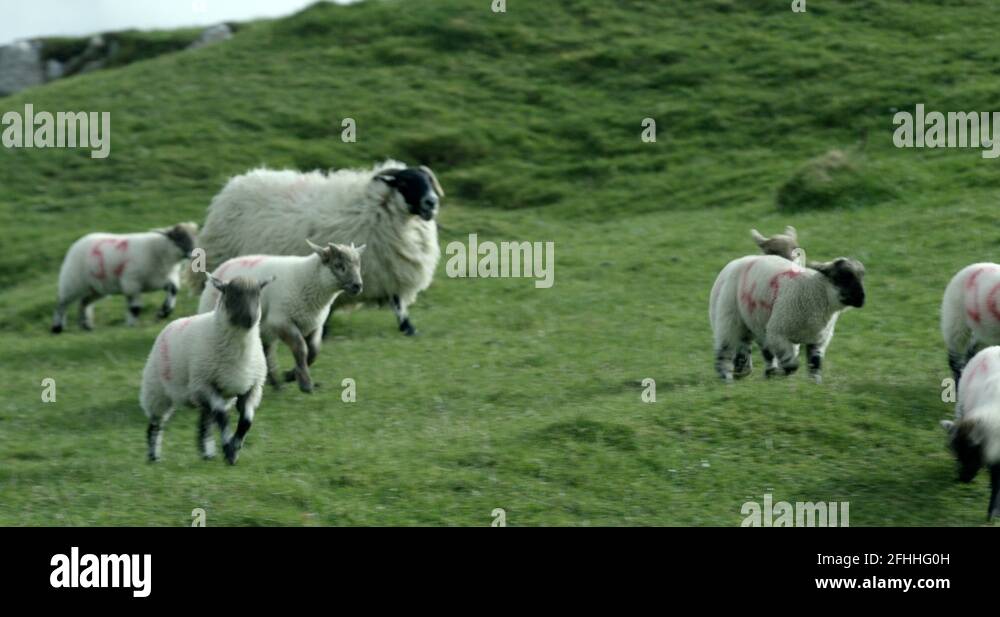 Ireland farm animals farming Stock Videos & Footage - HD and 4K Video ...