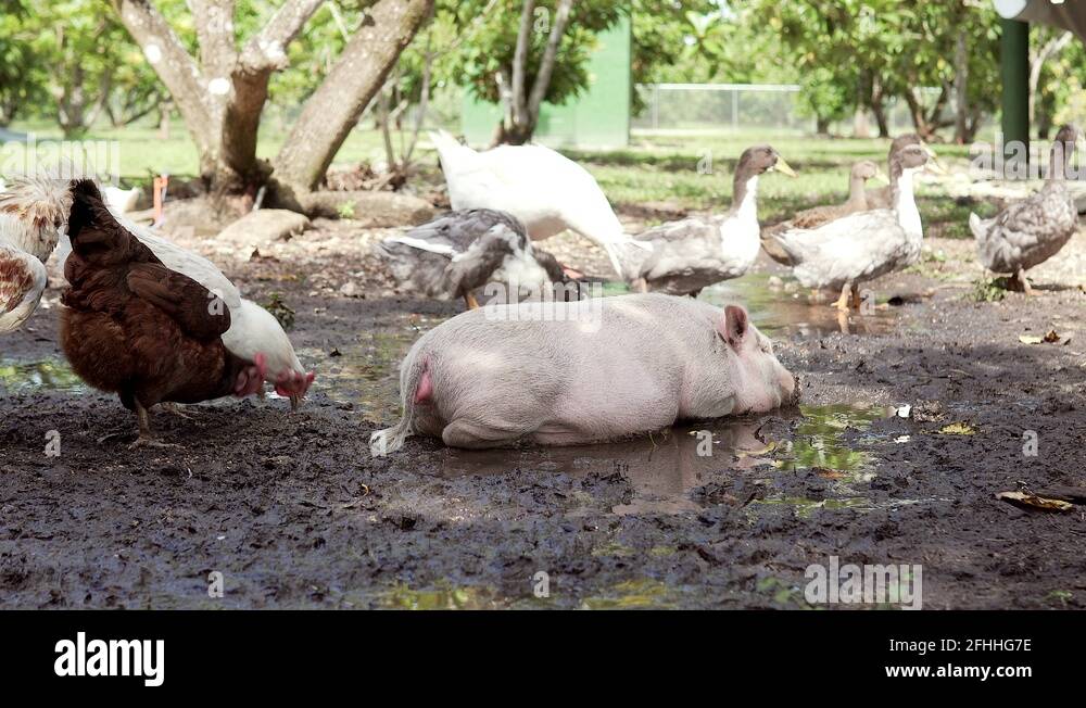 Pig and animals in a mud pit at a farm Stock Video Footage - Alamy