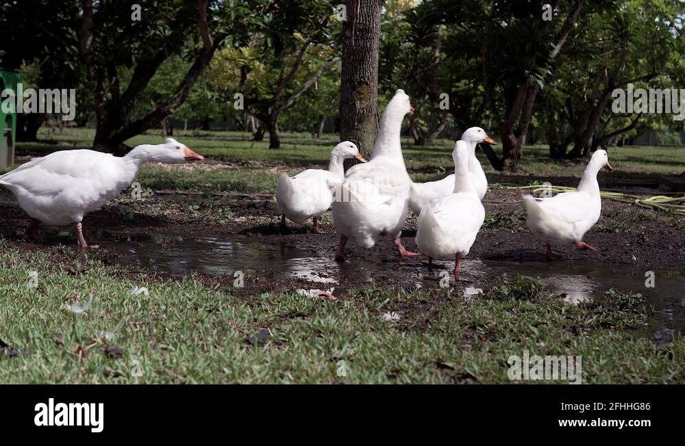 Farm mud Stock Videos & Footage - HD and 4K Video Clips - Alamy