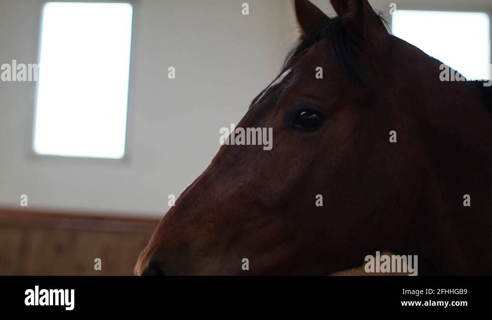 Snorting horse Stock Videos & Footage - HD and 4K Video Clips - Alamy