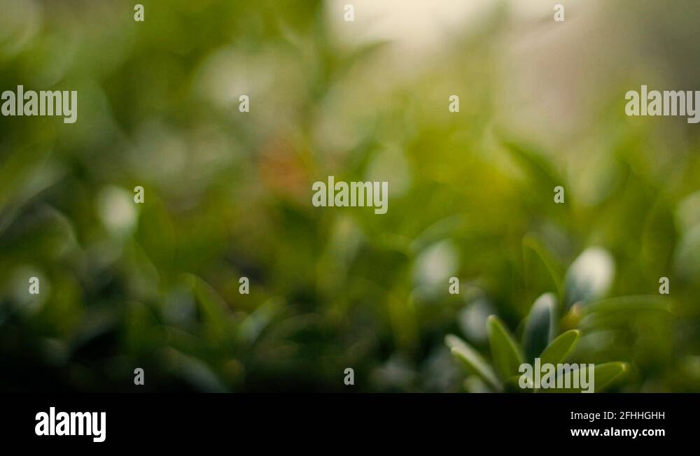 Buxus flowers Stock Videos & Footage - HD and 4K Video Clips - Alamy