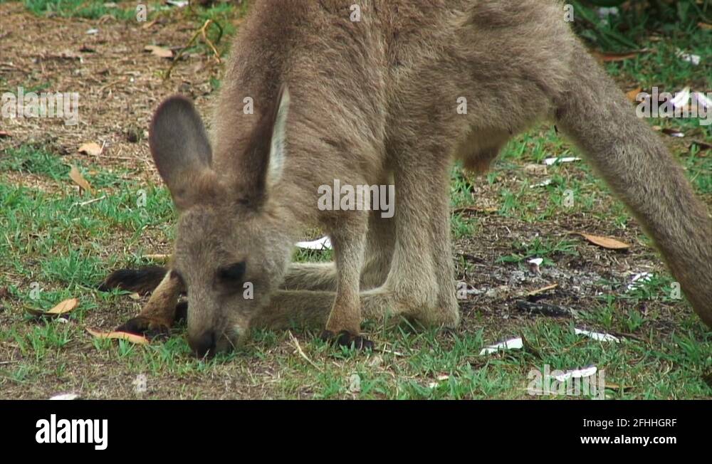 Young Kangaroo Scratches Himself in Forster-Tuncurry, Australia Stock ...