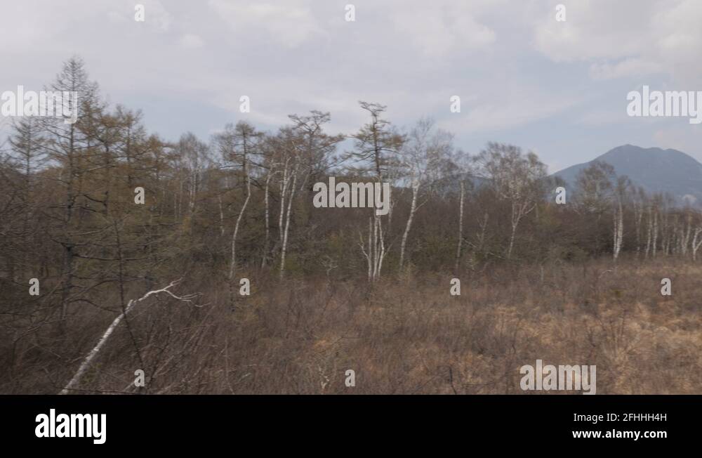 Japan, nikko forest senjougahara marshland left right shot Stock Video ...