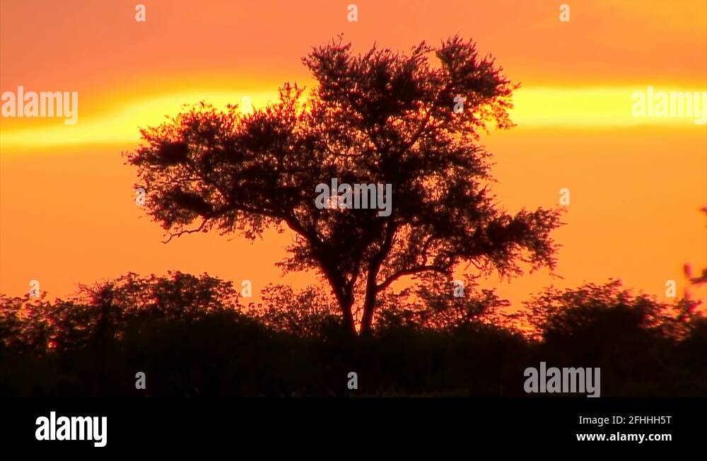 African sunset tree Stock Videos & Footage - HD and 4K Video Clips - Alamy