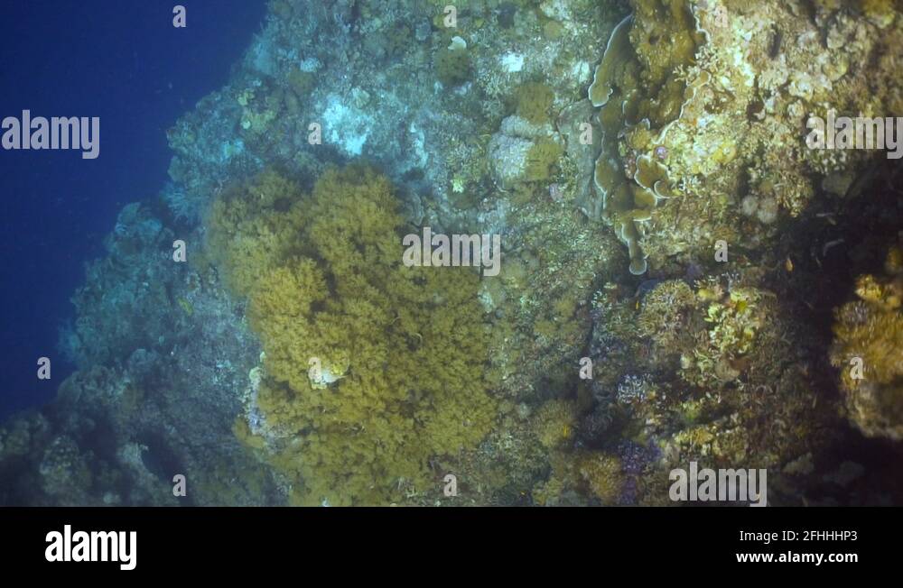 Underwater ledge Stock Videos & Footage - HD and 4K Video Clips - Alamy