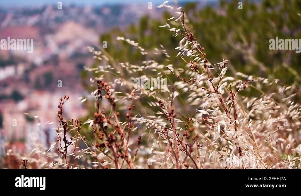 Herbage Stock Videos & Footage - HD and 4K Video Clips - Alamy