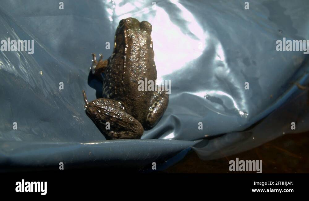 Common garden frog Stock Videos & Footage - HD and 4K Video Clips - Alamy
