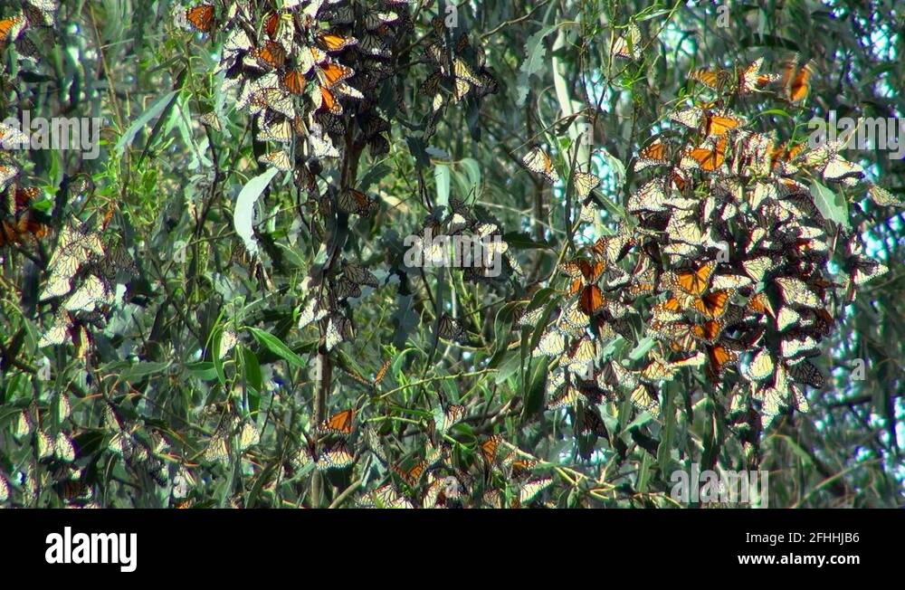 Butterflies fly tree Stock Videos & Footage - HD and 4K Video Clips - Alamy