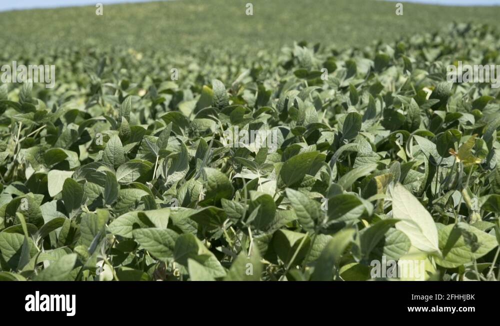 Soy plant field Stock Videos & Footage - HD and 4K Video Clips - Alamy