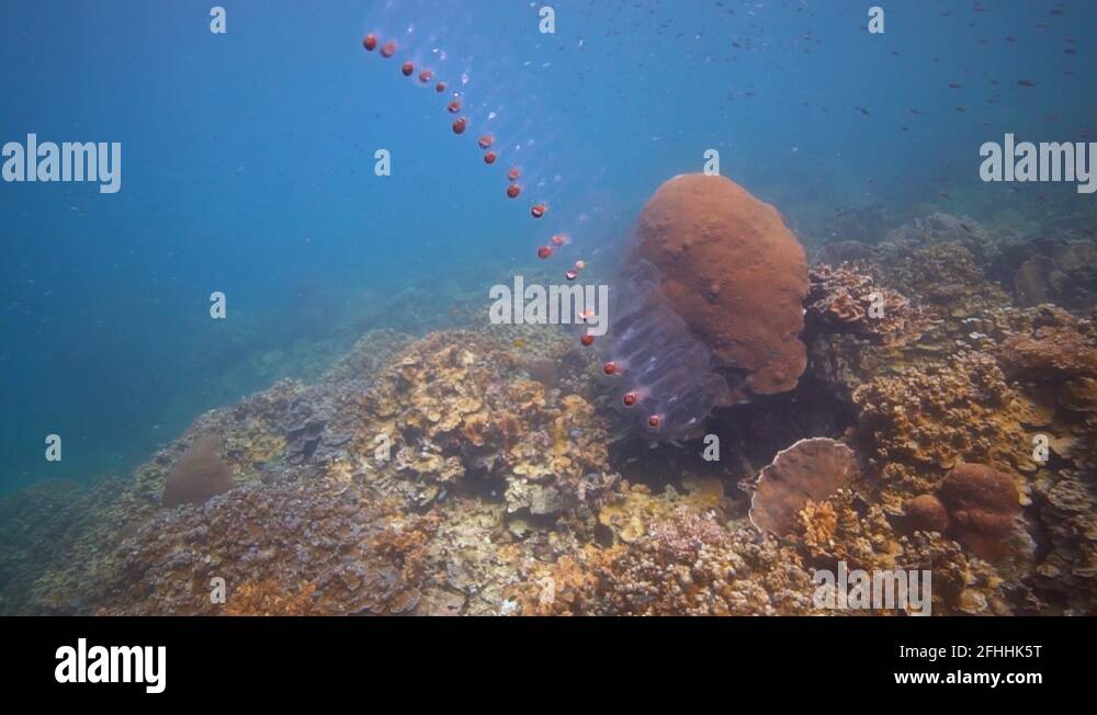 Floating animal Stock Videos & Footage - HD and 4K Video Clips - Alamy