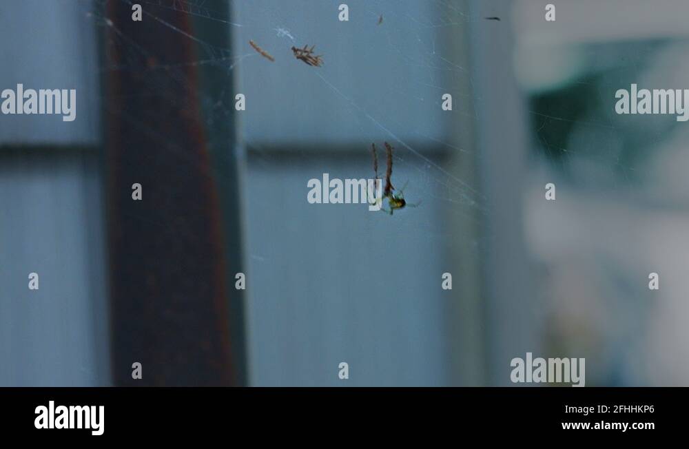 Spider clearing web Stock Videos & Footage - HD and 4K Video Clips - Alamy