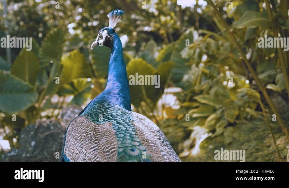 Real peacock Stock Videos & Footage - HD and 4K Video Clips - Alamy