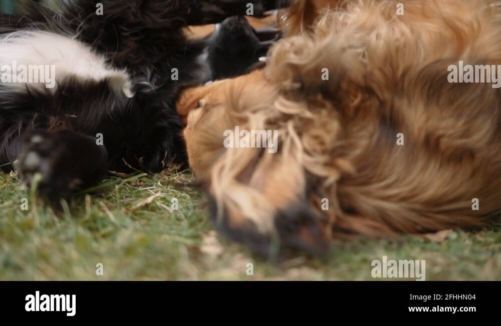 Two dogs cuddling Stock Videos & Footage - HD and 4K Video Clips - Alamy