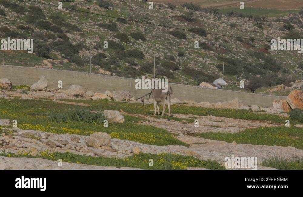 Burden donkey Stock Videos & Footage - HD and 4K Video Clips - Alamy