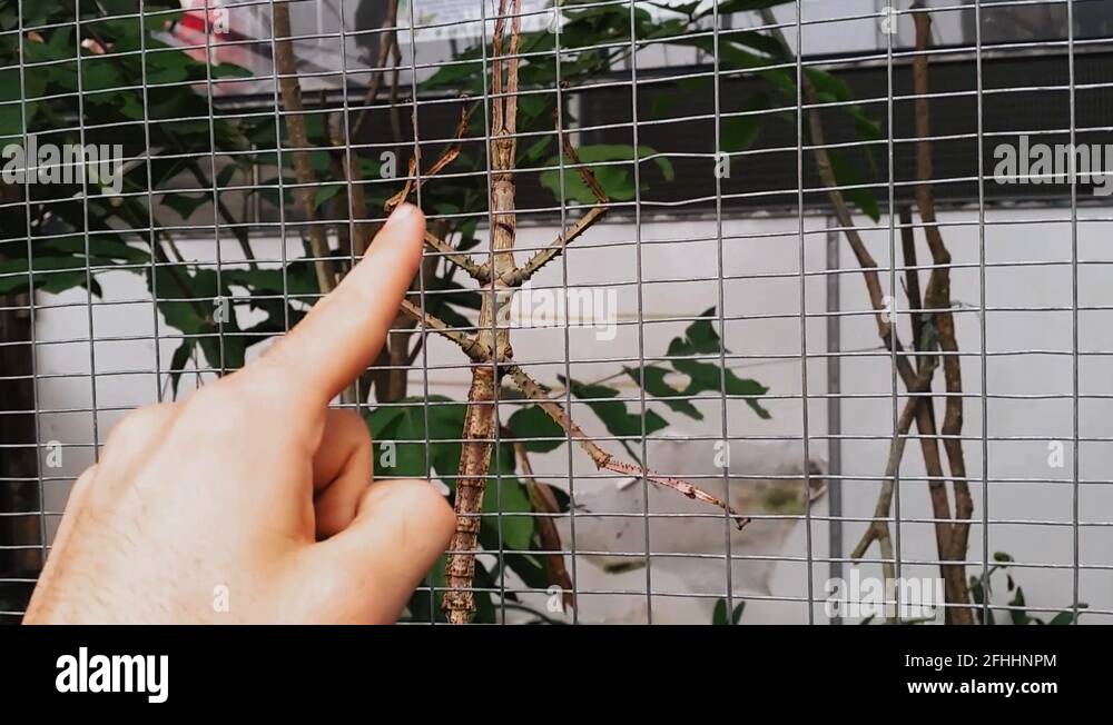 Vermin fence Stock Videos & Footage - HD and 4K Video Clips - Alamy