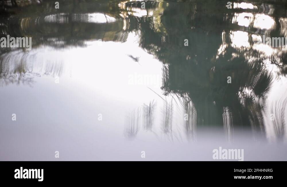 Trees vector collection Stock Videos & Footage - HD and 4K Video Clips ...