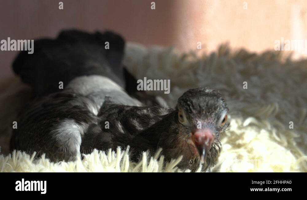 Nervous tick Stock Videos & Footage - HD and 4K Video Clips - Alamy