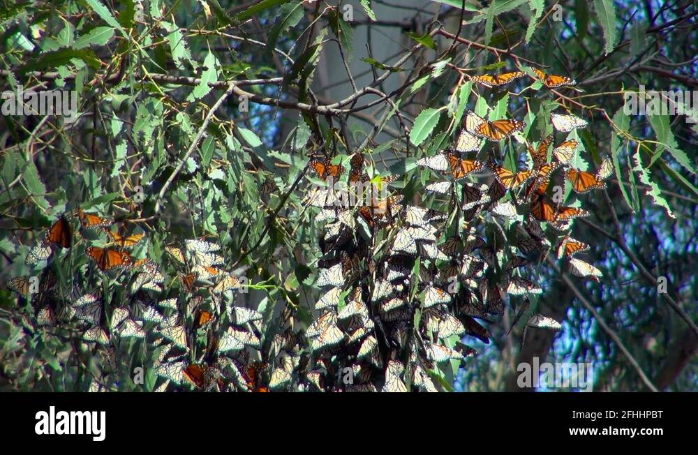 Hanging butterflies Stock Videos & Footage - HD and 4K Video Clips - Alamy