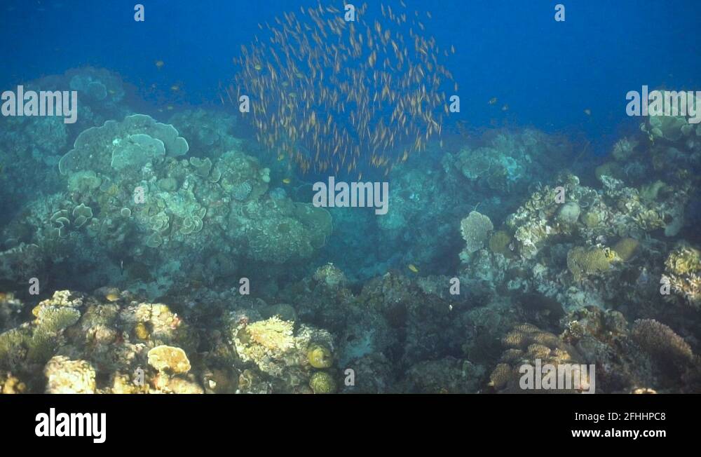 Razor fish Stock Videos & Footage - HD and 4K Video Clips - Alamy