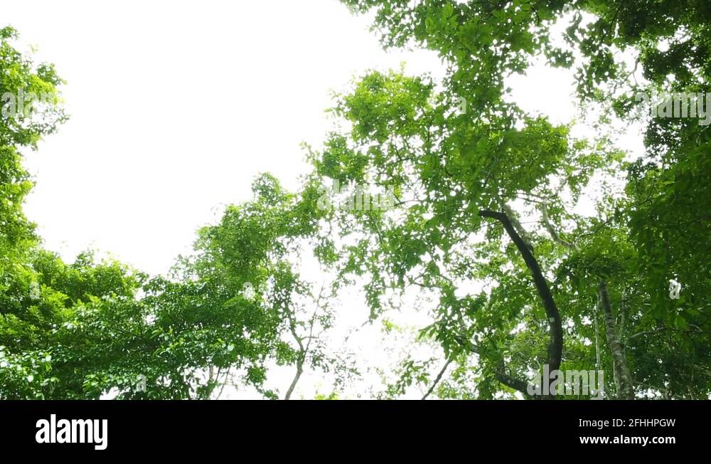 Indianforest Stock Videos & Footage - HD and 4K Video Clips - Alamy