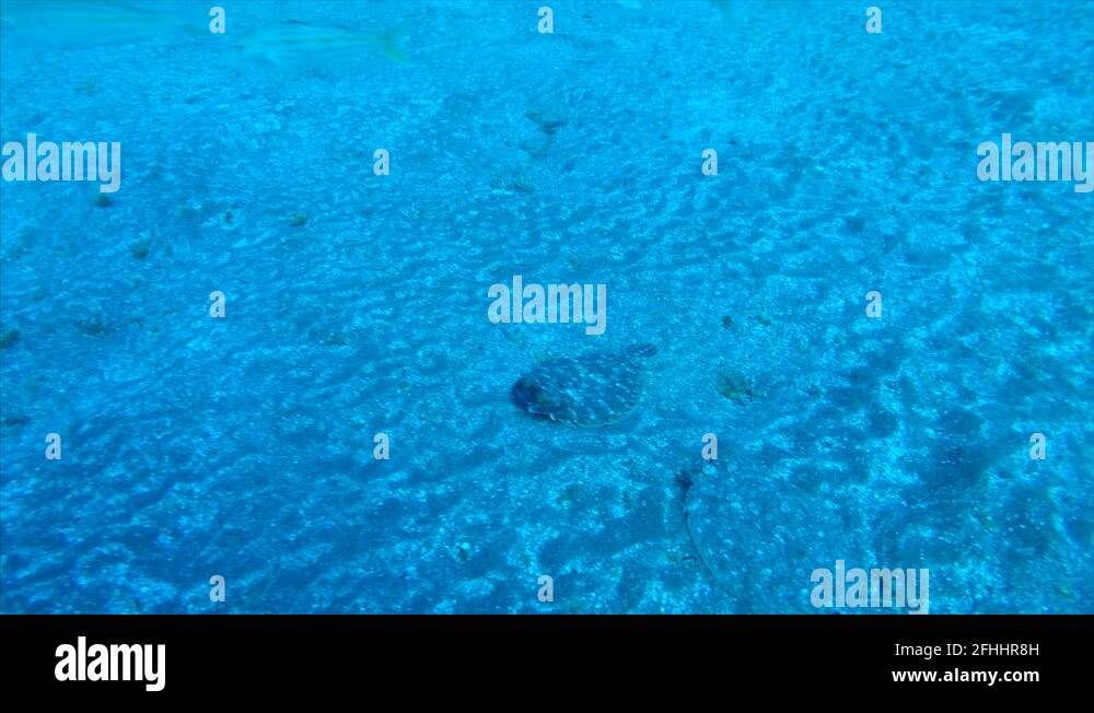Flounderfish Stock Videos & Footage - HD and 4K Video Clips - Alamy