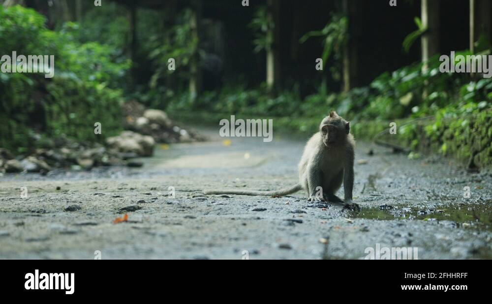 Baby monkey sits by a puddle of water and plays in the mud in Ubud ...