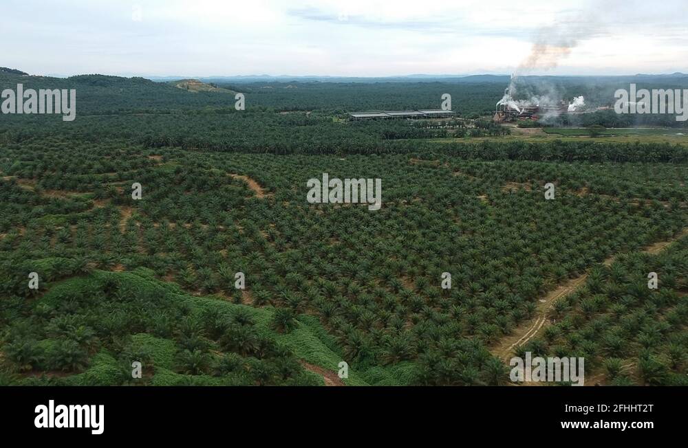 Borneo oil palm plantation Stock Videos & Footage - HD and 4K Video ...
