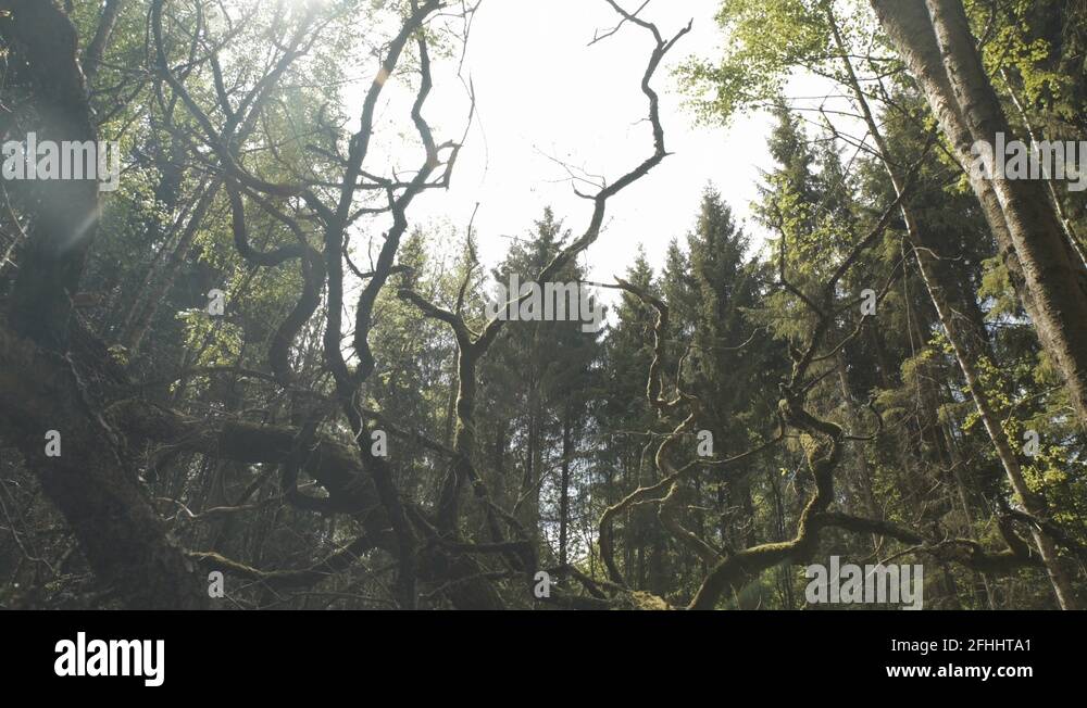 Branches of tree in mysterious forest Stock Videos & Footage - HD and ...
