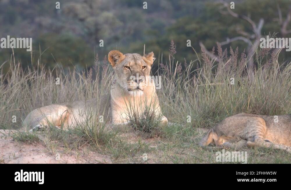 Africa african lion carnivora felidae lion Stock Videos & Footage - HD ...