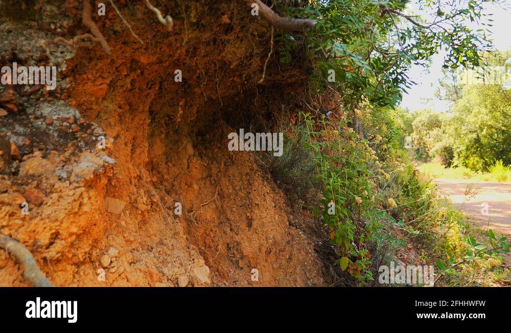 Normal forest Stock Videos & Footage - HD and 4K Video Clips - Alamy