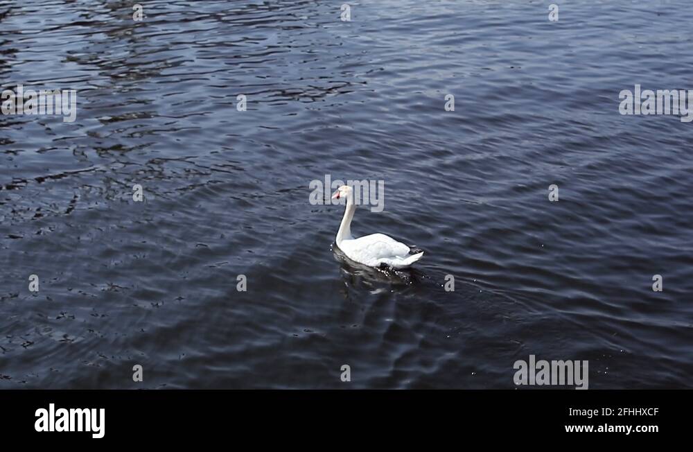 Calm water swan Stock Videos & Footage - HD and 4K Video Clips - Alamy