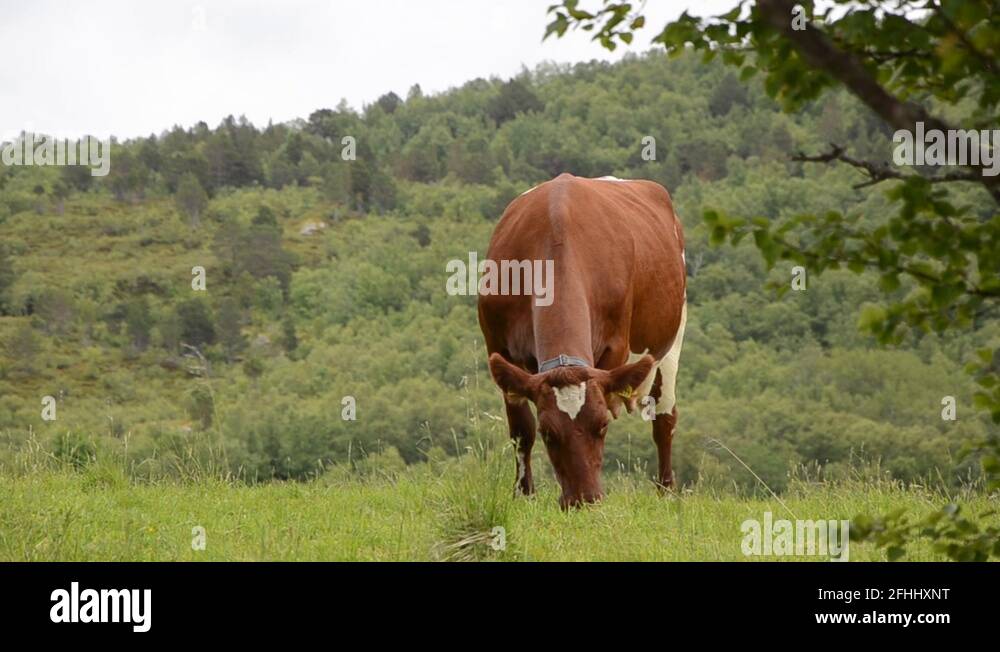 Cow eating green grass Stock Videos & Footage - HD and 4K Video Clips ...